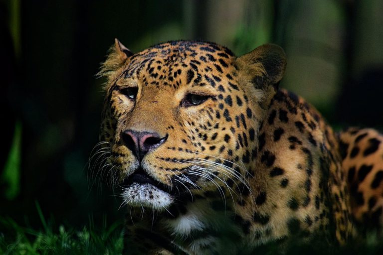 Bagheera | Amazing Animals